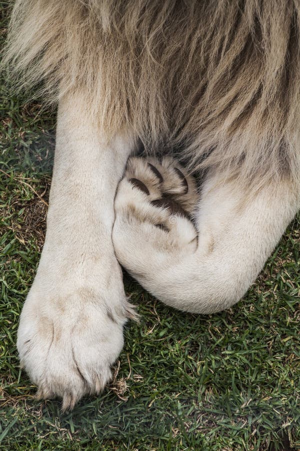 Reizende Löwe-Tatzen stockfoto. Bild von gras, süd, grün - 26144210