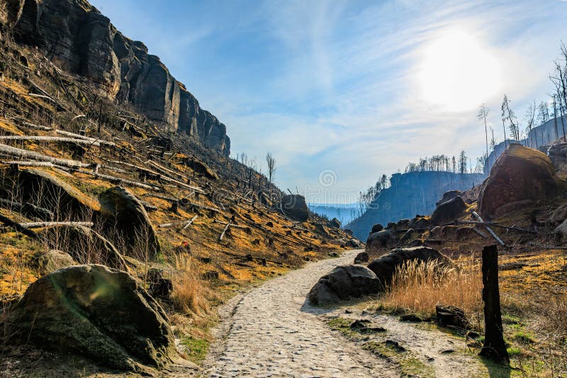 Rejuvenating Landscape through Burnt Forest Pathway Under Bright ...