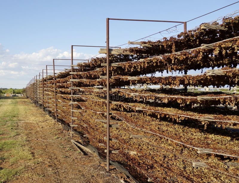 Rek Van Het Drogen Van Druiven. Stock Foto - Image of landbouw ...