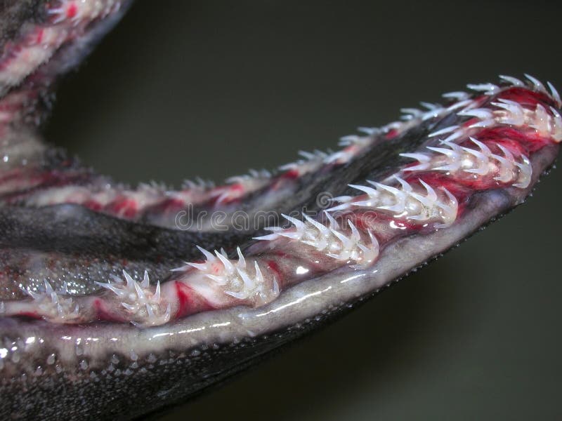 Zęby rekinów zdjęcie stock. Obraz złożonej z popas - 715516