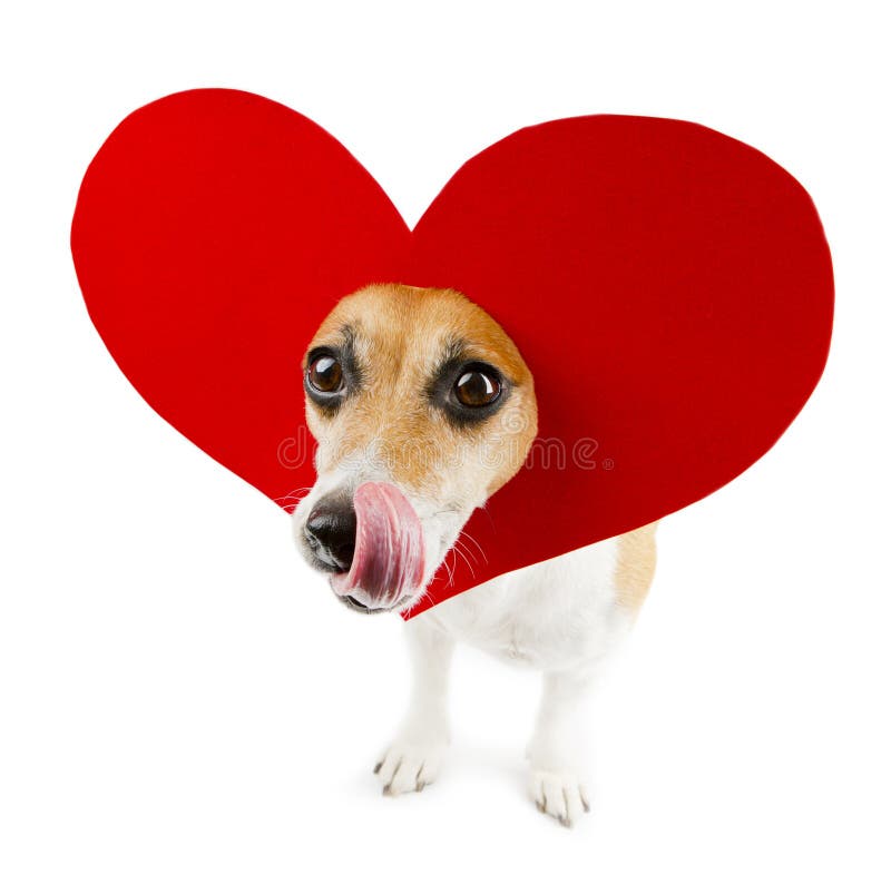 El Perro De Perrito Havanese Del Amante Está Llevando A Cabo Un Corazón ...