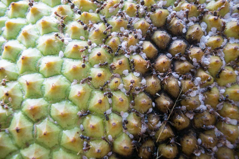 Relations with Ant and Aphid, Clouse Up on Jackfruit Skin Texture ... Relations with Ant and Aphid, Clouse Up on Jackfruit Skin Texture ...