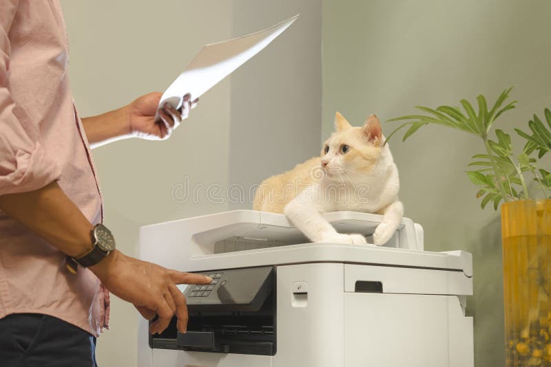 Relationship of the Office Worker and His Cats on a Multifunction Laser ...