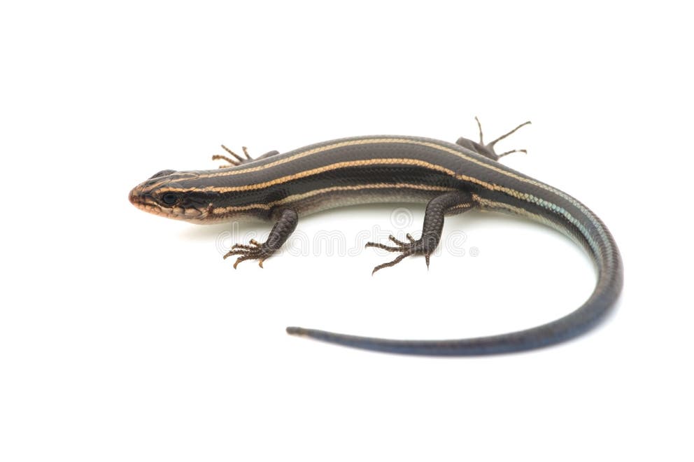 Relative of Japanese Five-lined Skink-Plestiodon Sp. Stock Photo ...