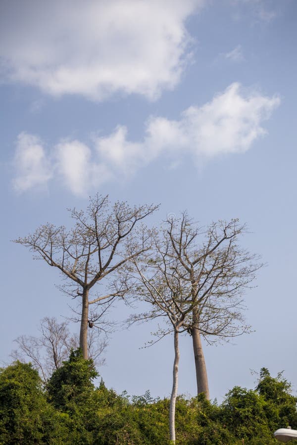 Relatively Young Baobab Trees Stock Photo - Image of africa, space ...