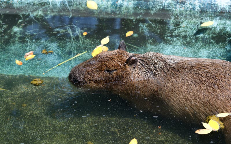 Relax stock photo. Image of rodent, snout, relax, mammal - 91663550