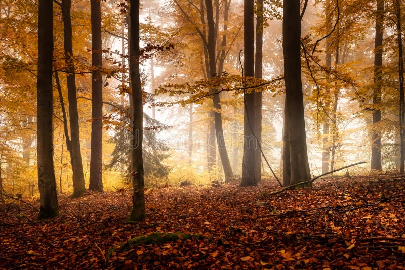 Relax stock image. Image of haze, relax, leaf, misty - 262461161