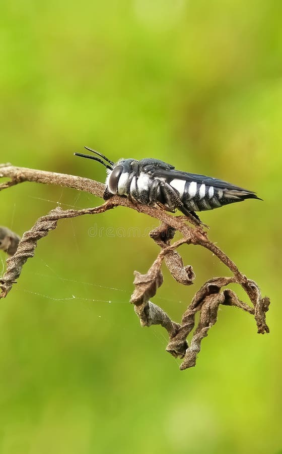 Relax bee on the branch stock photo. Image of relax - 149530648
