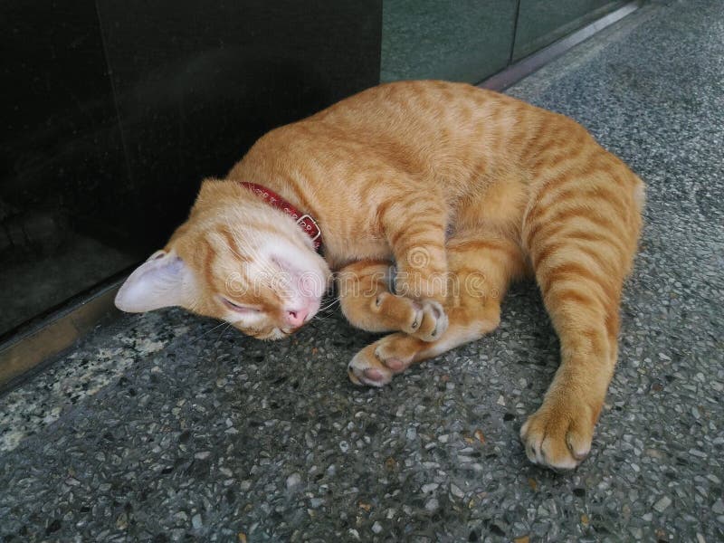 Relax Brown Tabby Cat Sleeping on Floor Stock Image - Image of moggy ...
