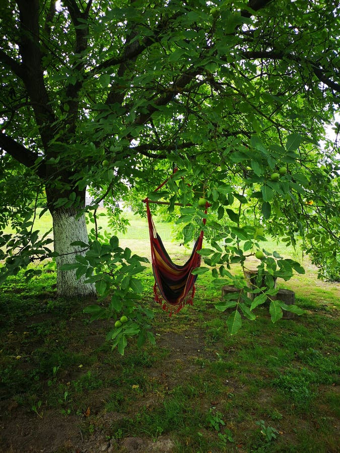 Relax stock image. Image of relax, tree, green, natura - 172212521