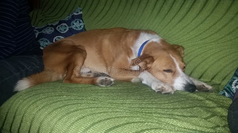 Relax dog stock photo. Image of rudy, relax, dreming - 87010122