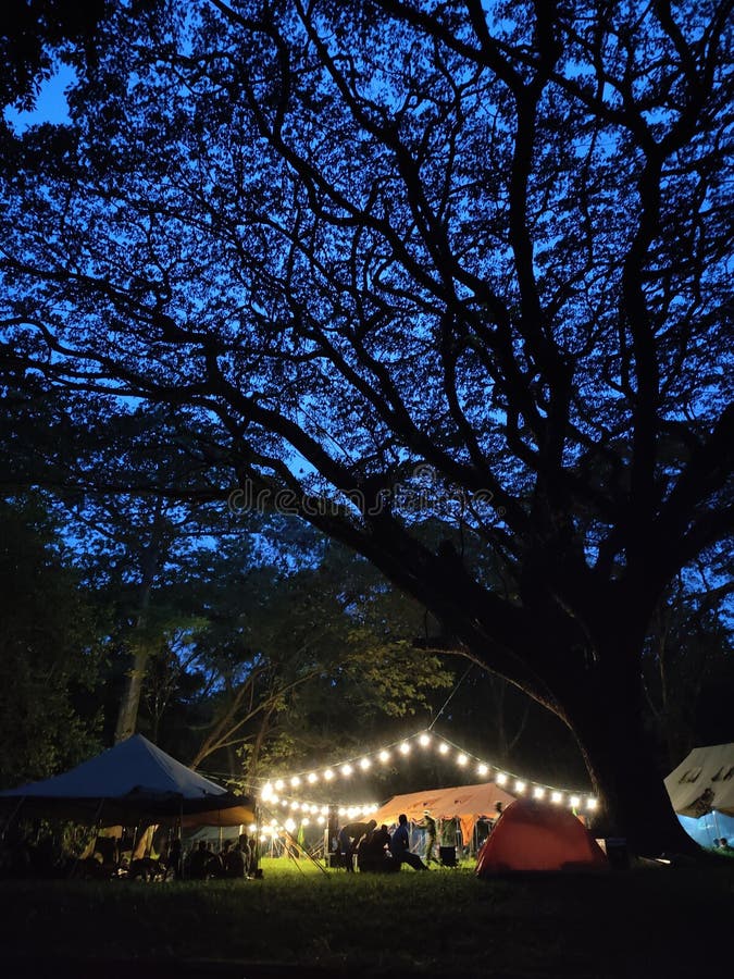 Relax and Enjoy the Atmosphere Under a Big Tree in the Forest Stock ...