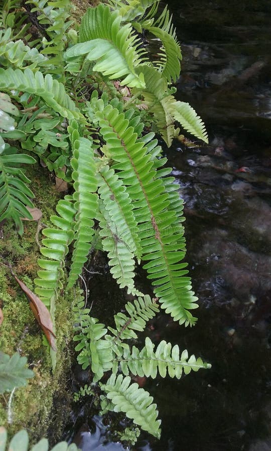 Relax and Enjoy the Sound of the Stream Stock Photo - Image of sound ...