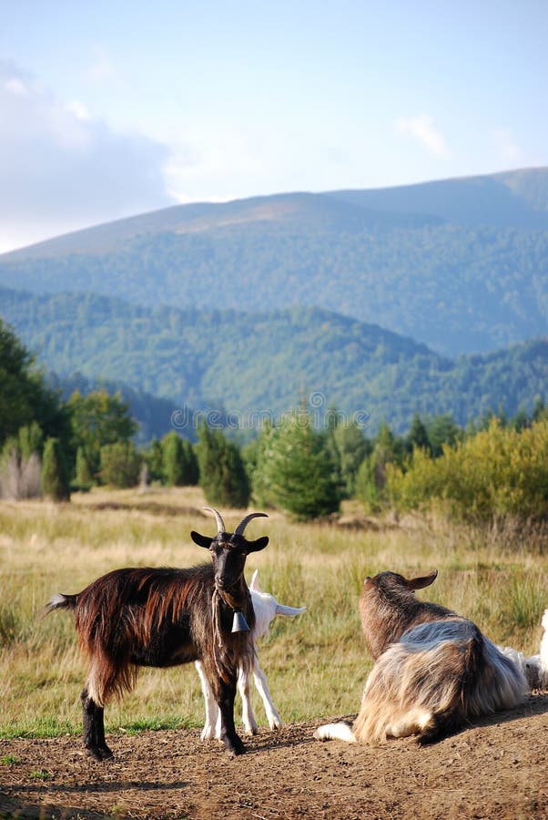 Relax in farm with animals stock photo. Image of shepherd - 40661512
