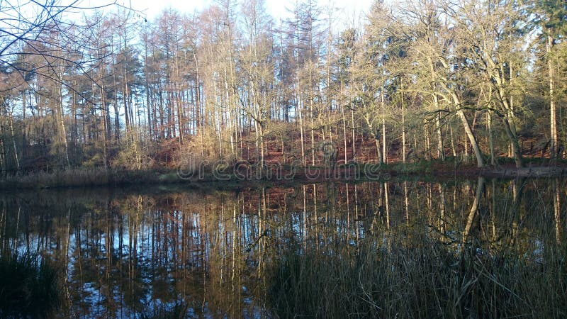 Relax in the forest stock image. Image of lake, leaves - 48687427