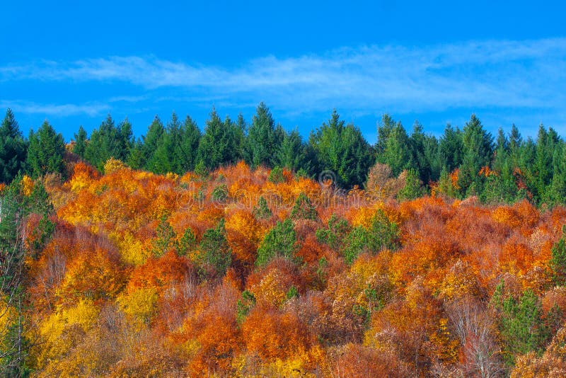 Warm forest stock photo. Image of natural, colored, nature - 104018882