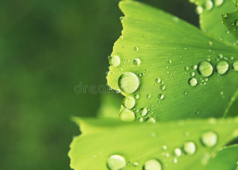 Relax green background stock photo. Image of life, closeup - 31336158