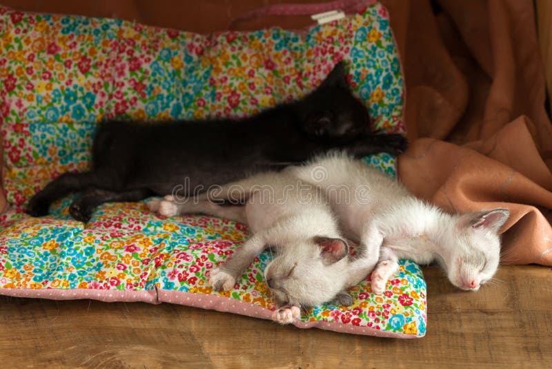Relax Group Cute Kitty Cat Sleeping Stock Image - Image of kitty, rest ...