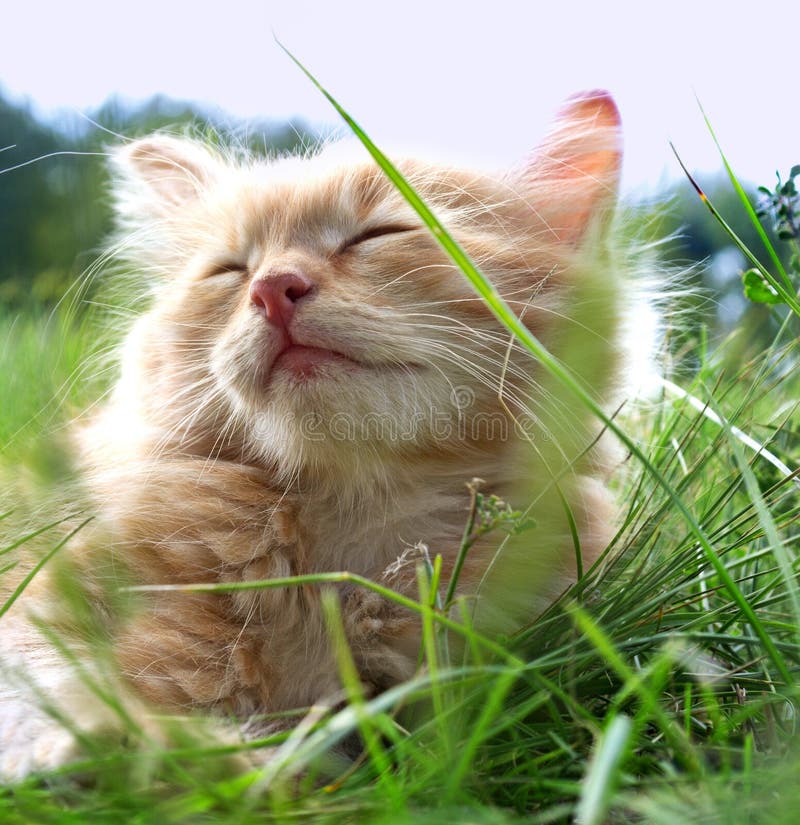 Relax Kitten on Green Grass Stock Image - Image of mammals, child ...