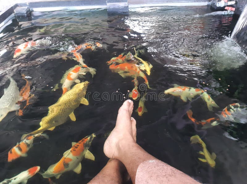 Relax with koi fish stock image. Image of fish, bird - 288205871