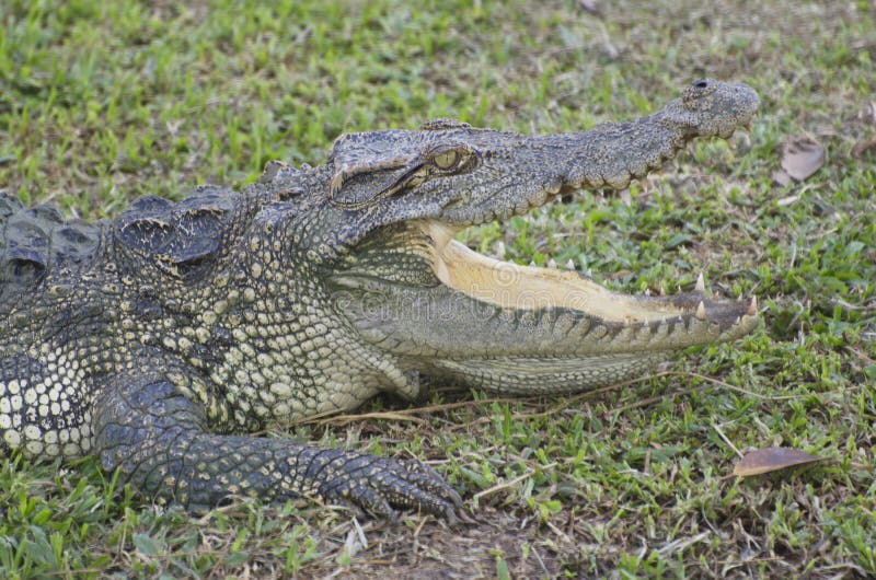 The Relax of Mugger Crocodile. Huge Alligator Stock Image - Image of ...