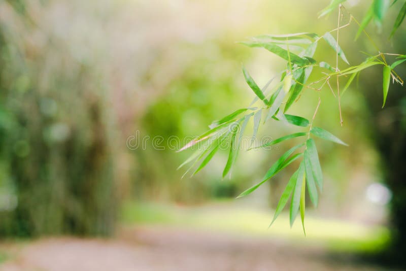 Relax in Nature from Tropical Forest with Sunlight in Spring Season ...