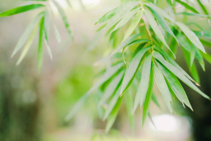 Relax in Nature from Tropical Forest with Sunlight in Spring Season ...