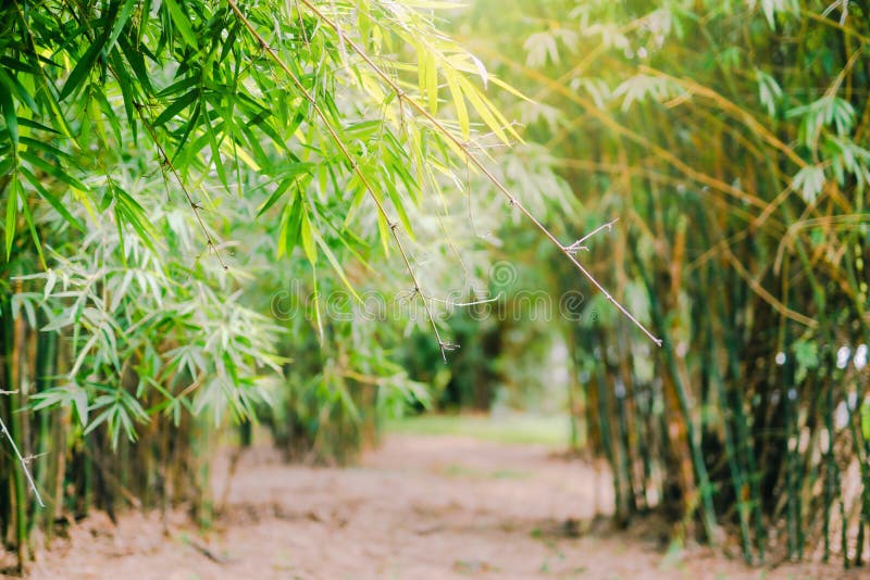 Relax in Nature from Tropical Forest with Sunlight in Spring Season ...