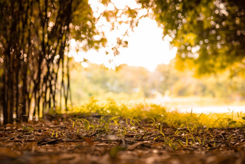 Relax in Nature from Tropical Forest with Sunlight in Spring Season ...