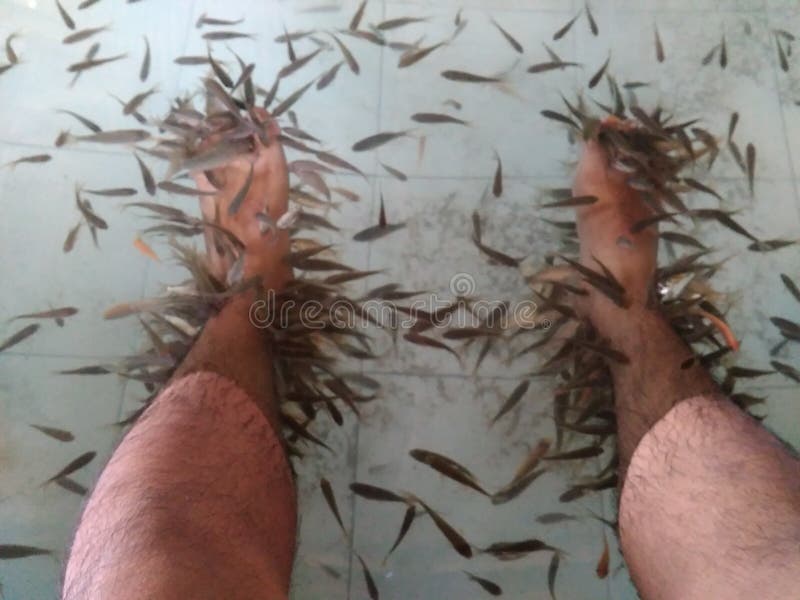 Fish Therapy stock image. Image of relaxation, health - 14422507