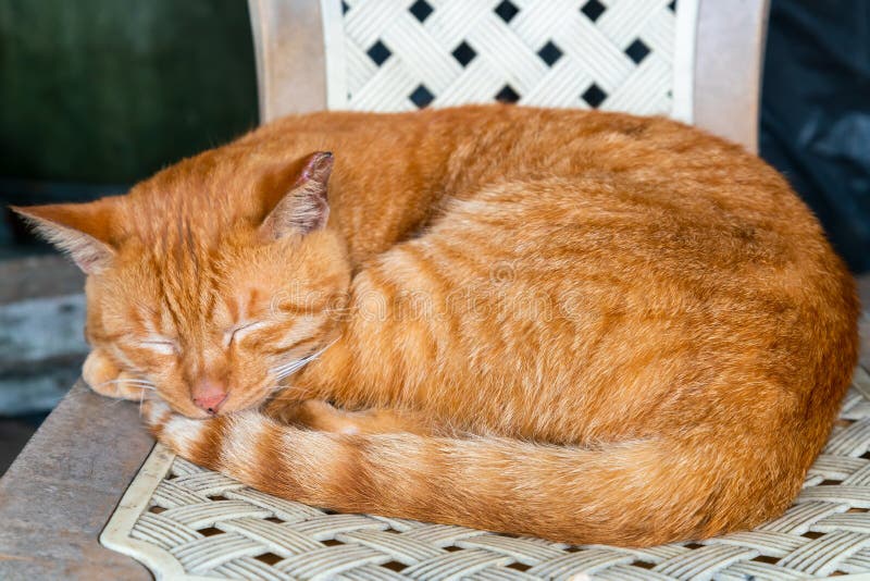 Relax sleeping Cat stock image. Image of animal, looking - 171960433