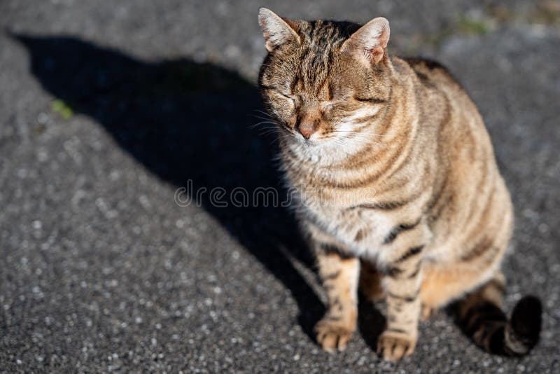Relax Stripe Brown Cat Sunbathing on the Floor Stock Photo - Image of ...