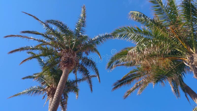 Relax on a Tropical Island Under Green Palm Trees. Stock Video - Video ...