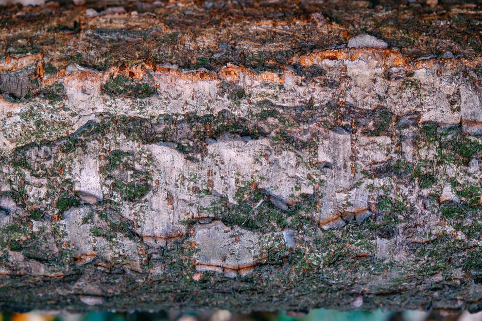 Relaxation Texture of a Brown Shell of a Tree. a Horizontal Photo of a ...