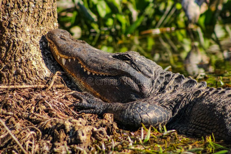 A Relaxed Alligator Rests Quietly on the Curve of a Tree Stock Photo ...