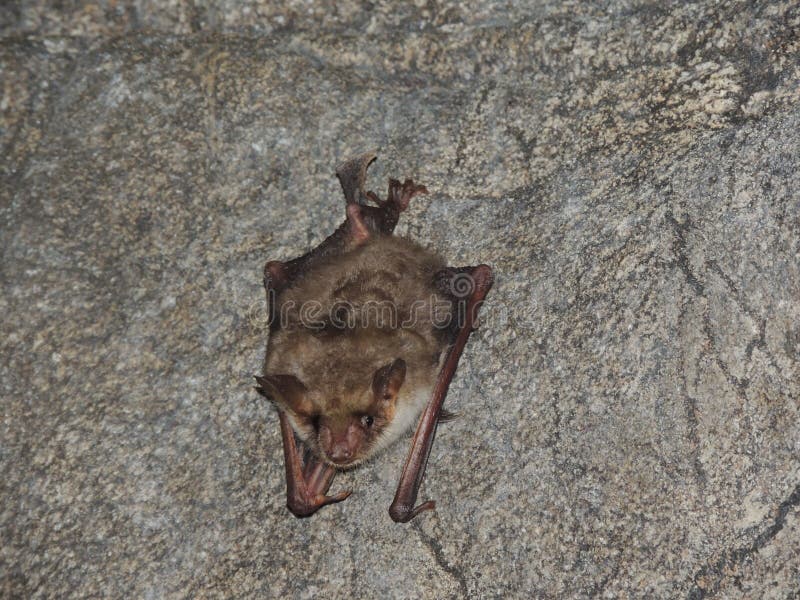 Relaxed bat stock image. Image of hiding, dark, conservation - 66127471