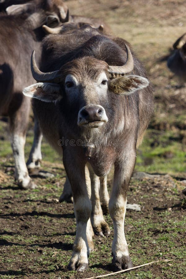 Relaxed Buffalo stock image. Image of bell, horns, hairy - 94793585