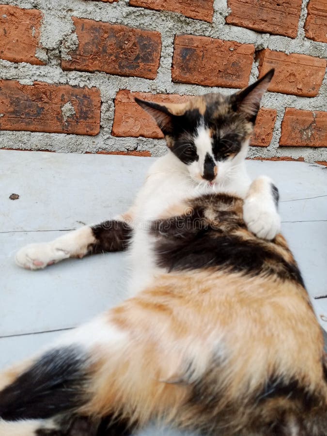 A Relaxed Calico Cat Lying Down in Front of a Brick Wall. Stock Photo ...