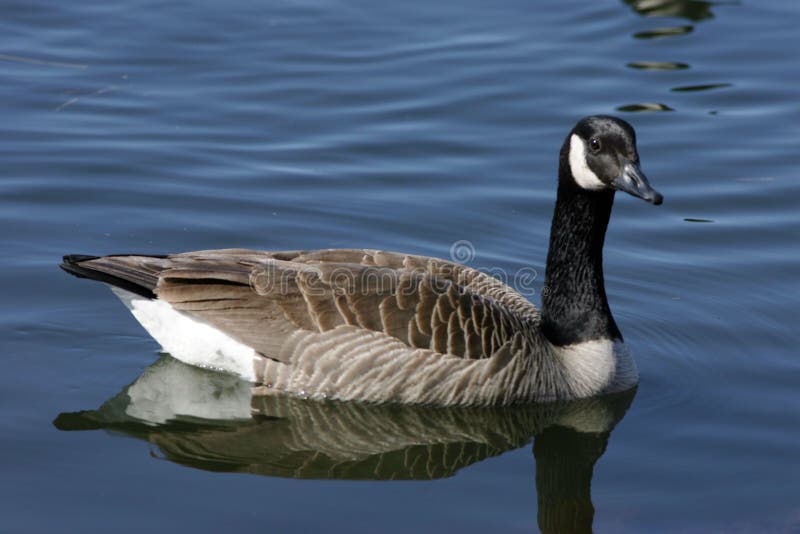 Relaxed canada geese stock image. Image of rivers, pest - 624397