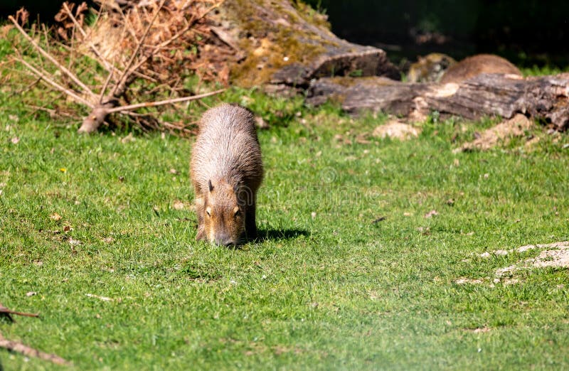 Relaxed Capybara: a Brief Insight into His Peaceful Behavior Stock ...