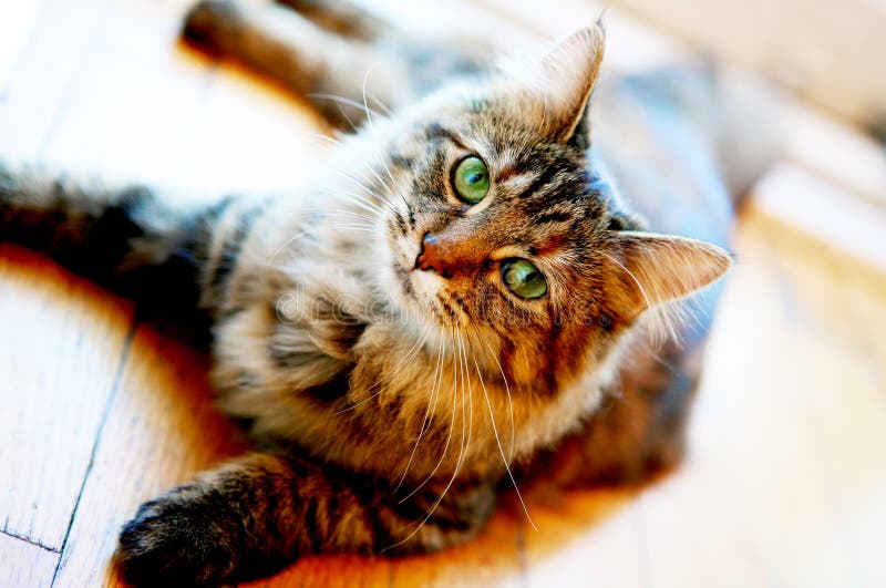 Relaxed cat stock image. Image of cuddly, cute, feline - 1908529