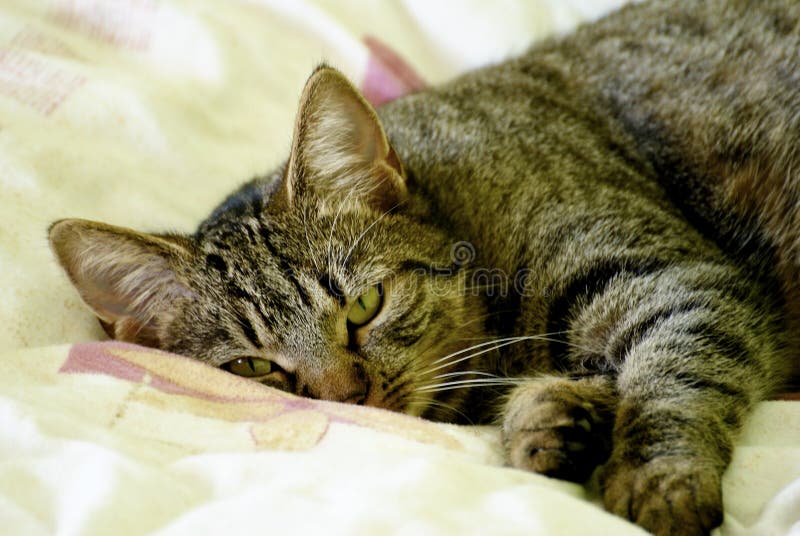 Relaxed cat on the bed stock photo. Image of animal - 258854606
