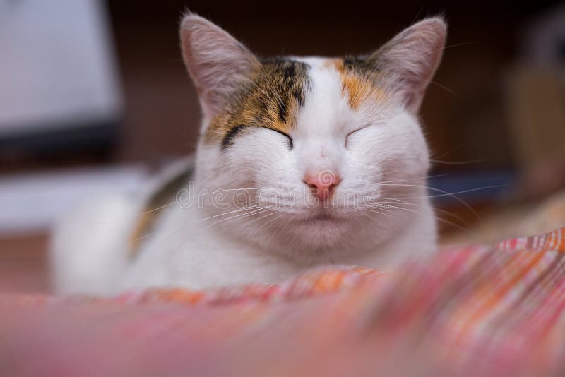 Relaxed cat stock photo. Image of domestic, morning, calm - 63841114