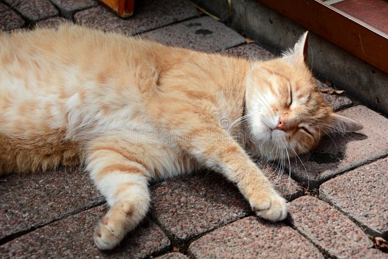 A relaxed cat stock photo. Image of cute, hair, relaxation - 43059188