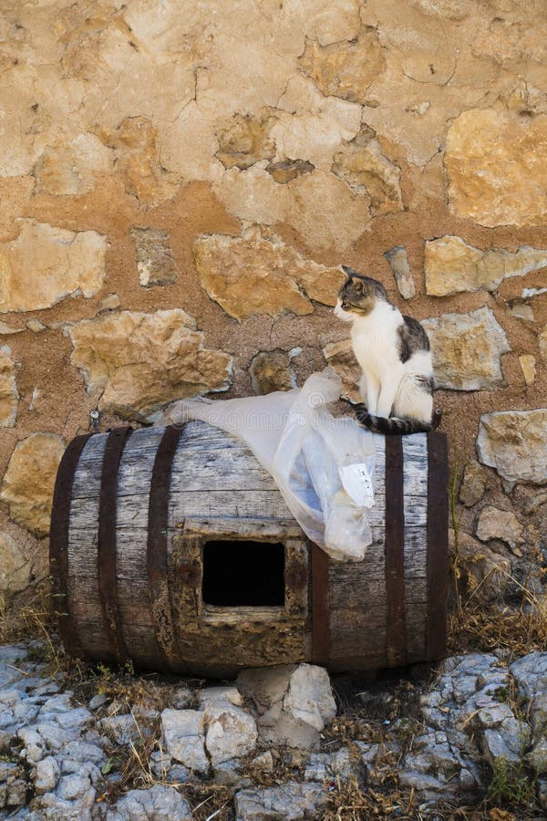 A Relaxed Cat Sitting on a Barrel in a Rural Setting Stock Image ...