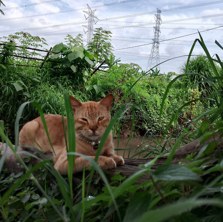 Relaxed Cat Sitting on a Tree by the River Stock Image - Image of tree ...