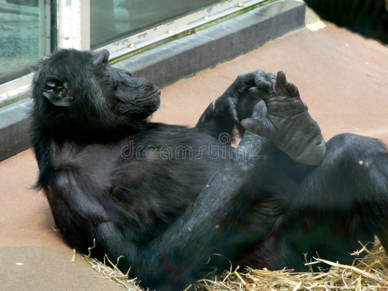 A relaxed chimpanzee stock image. Image of chimpanzee - 298234513