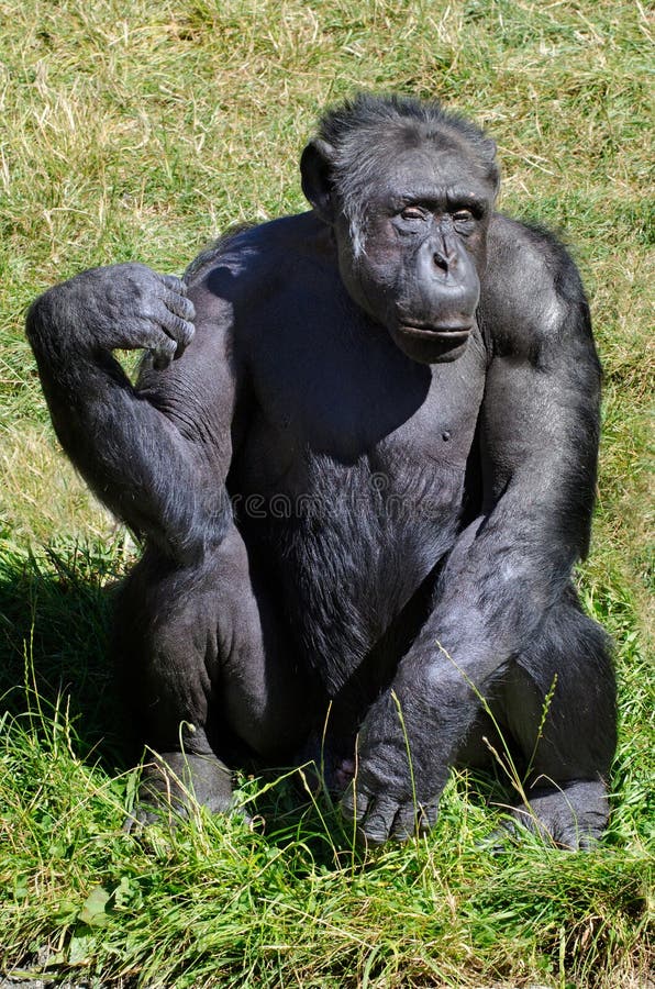 Chimpanzee stock image. Image of sweet, male, black, relaxed - 29863971