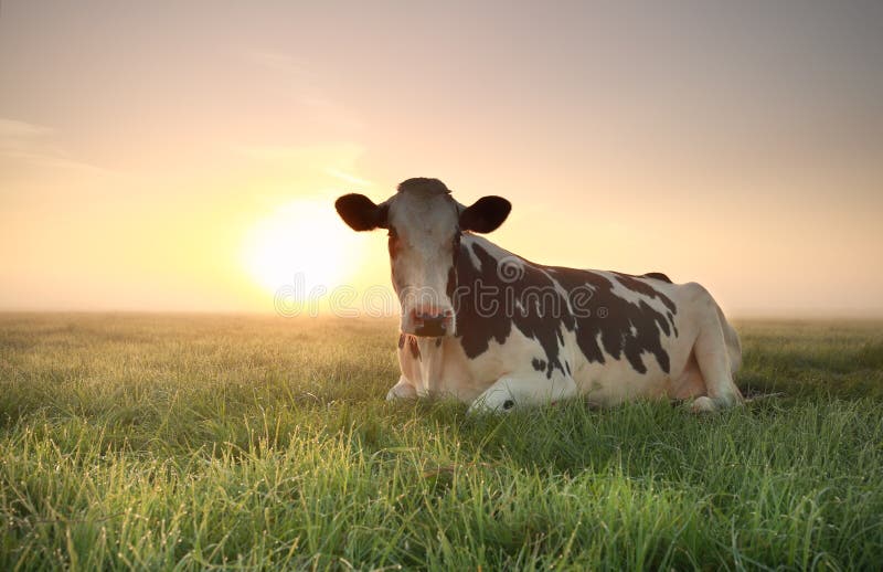 Relaxed Cow on Pasture at Sunrise Stock Photo - Image of grassland ...