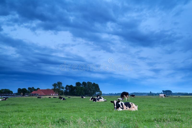 Relaxed Cows on Pasture in Dusk Stock Photo - Image of pasture ...